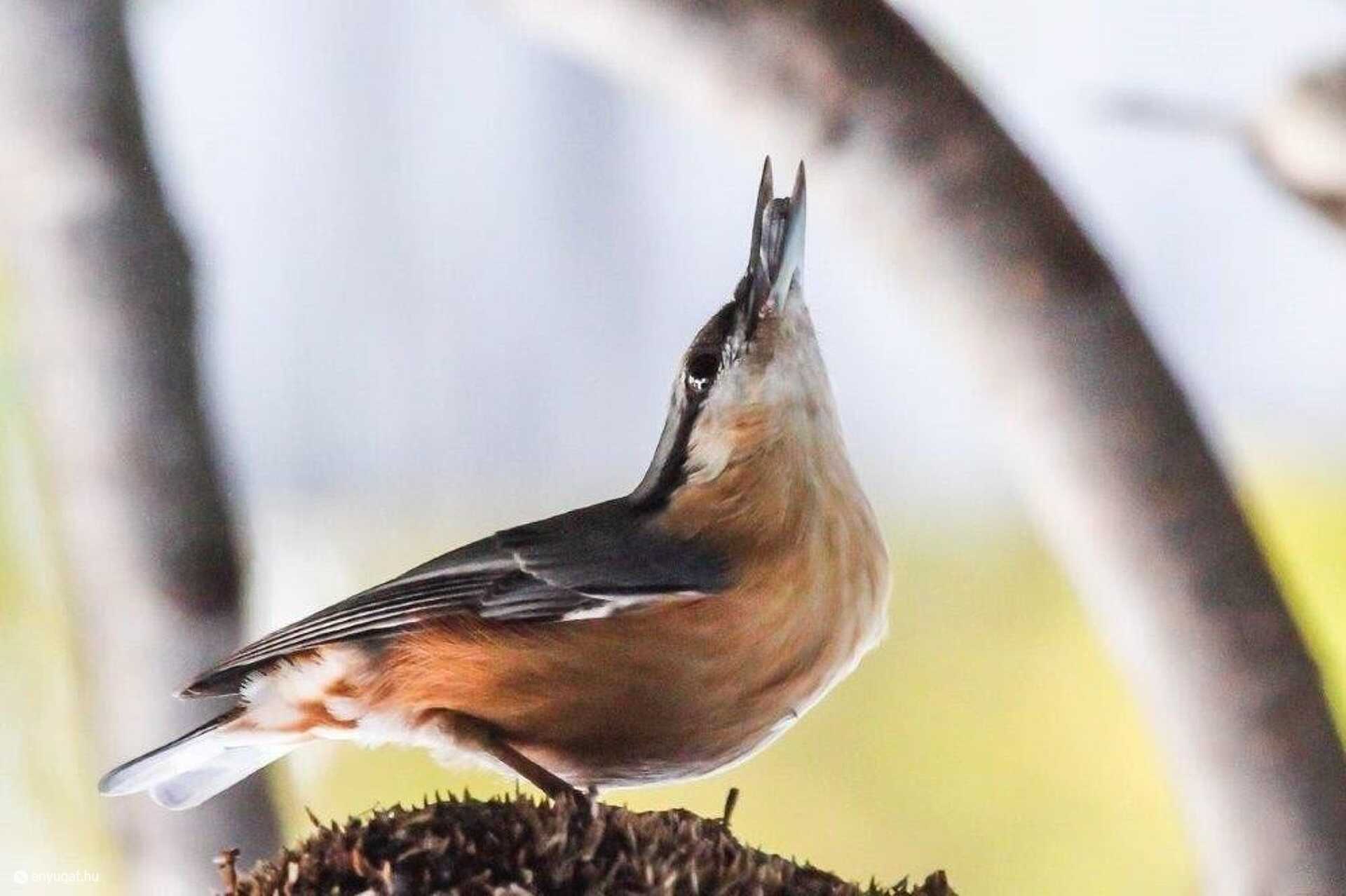 Nyakunkon a tél és vele együtt a téli madáretetés – Mit szabad és mit nem?