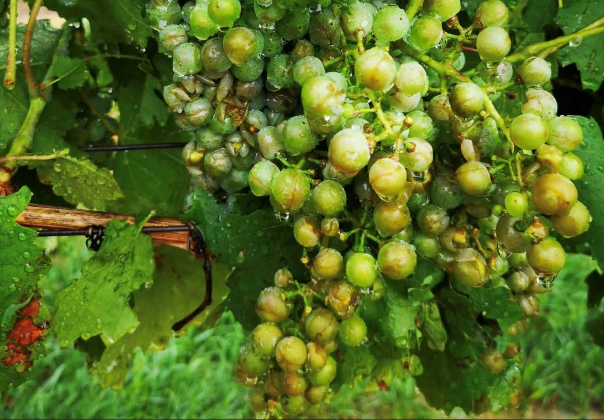 Elverte a jég a szőlőt