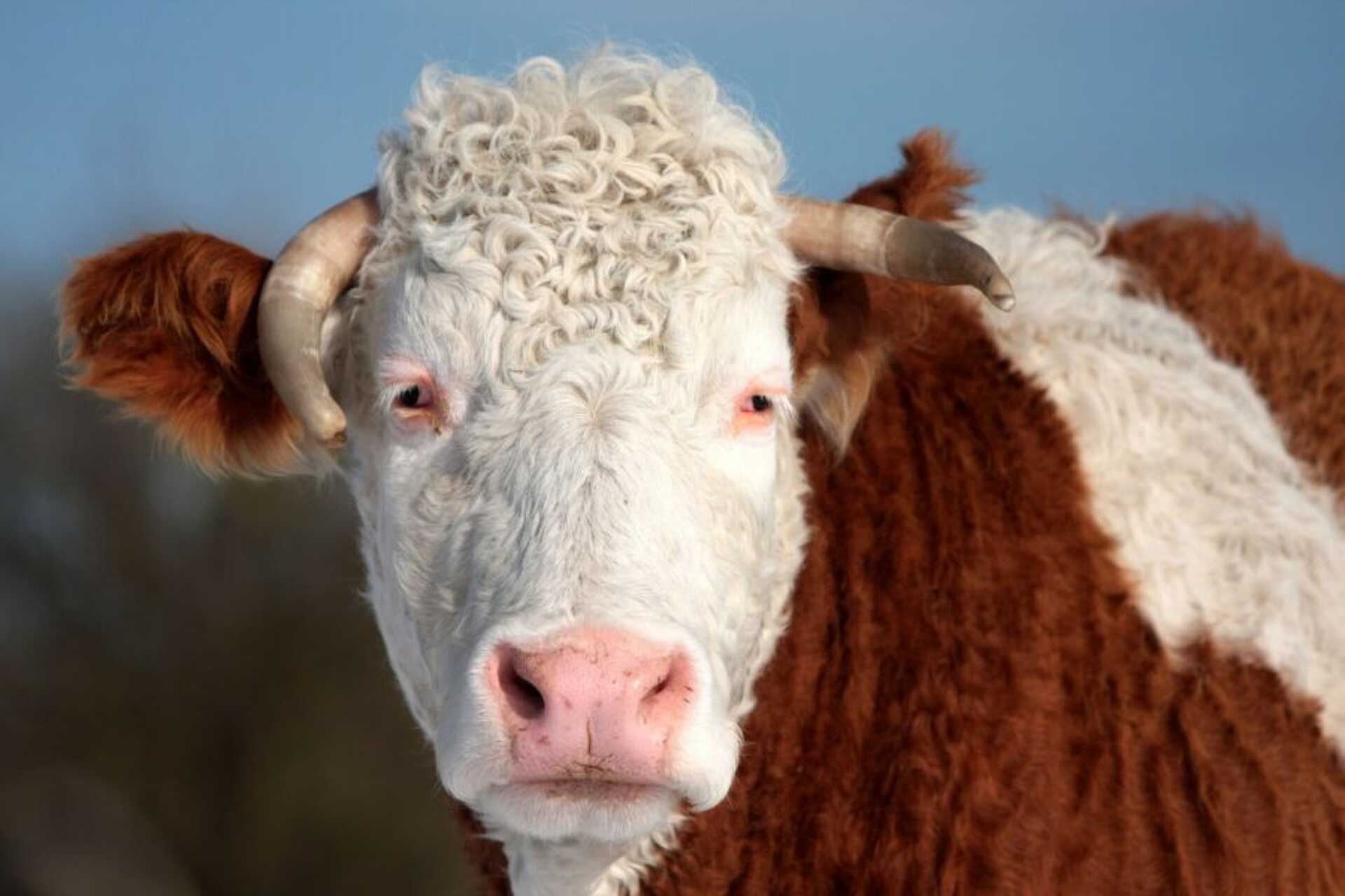 Egy szlovén bika kalandjai