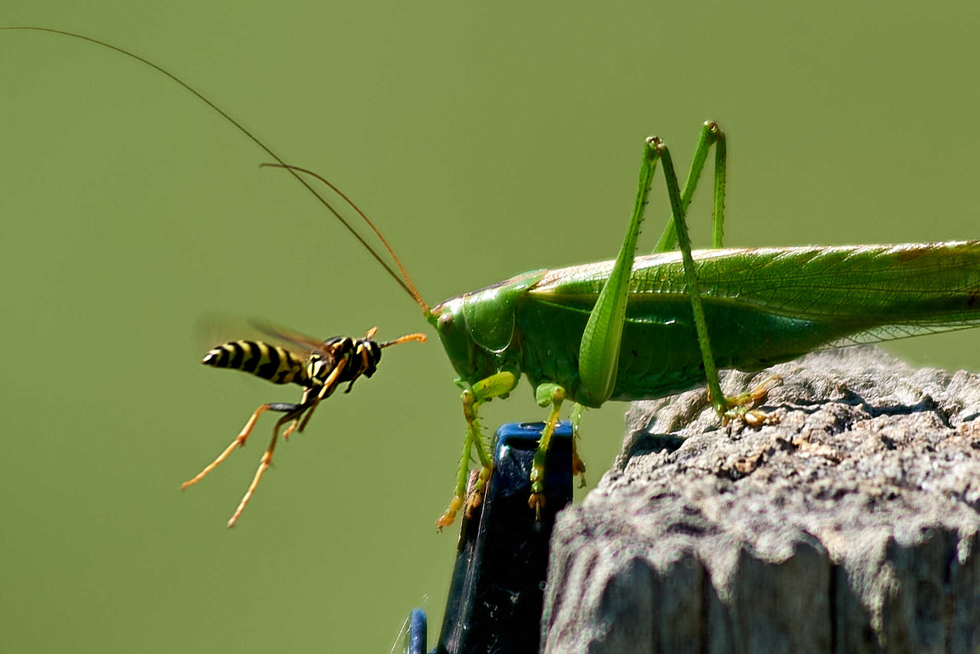 Szerethetjük, csodálhatjuk, vagy irtózhatunk tőlük, de ők is ...