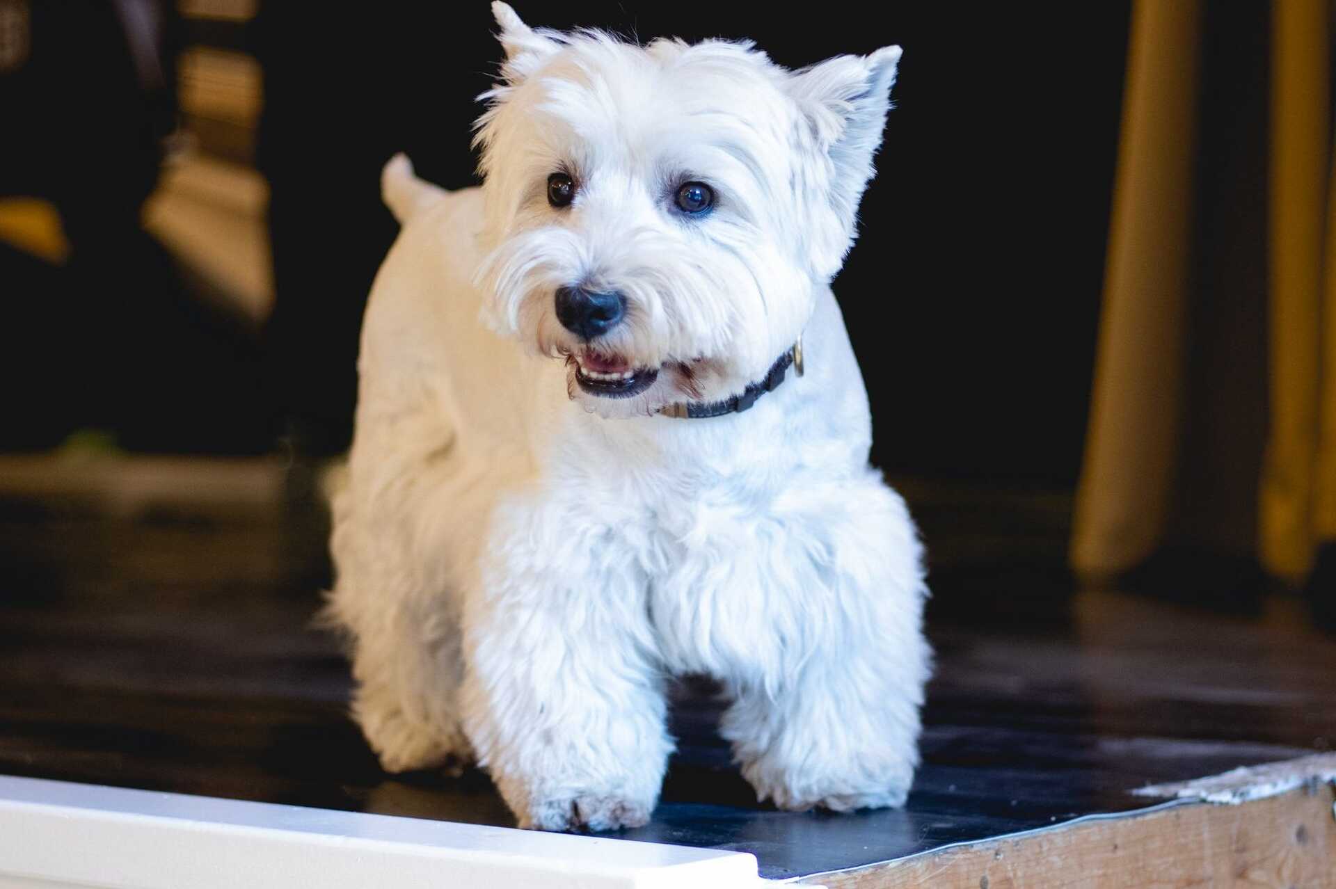 Gyászol Kajdi Csaba - Meghalt Sanyika